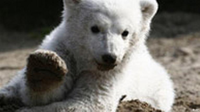 Cute Knut dies – DW – 03/19/2011