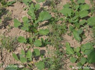 Making plants more resistant to climate change and pests