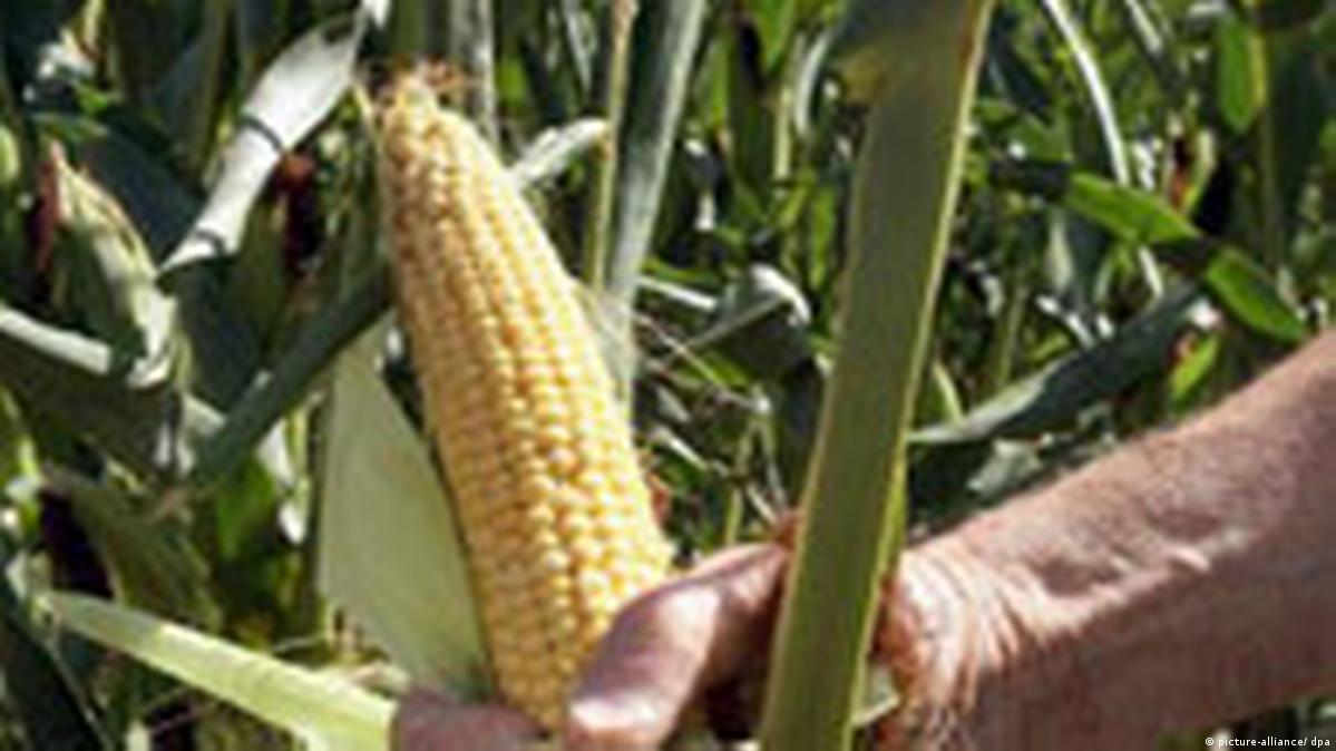 Mexico's corn – DW – 11/17/2010