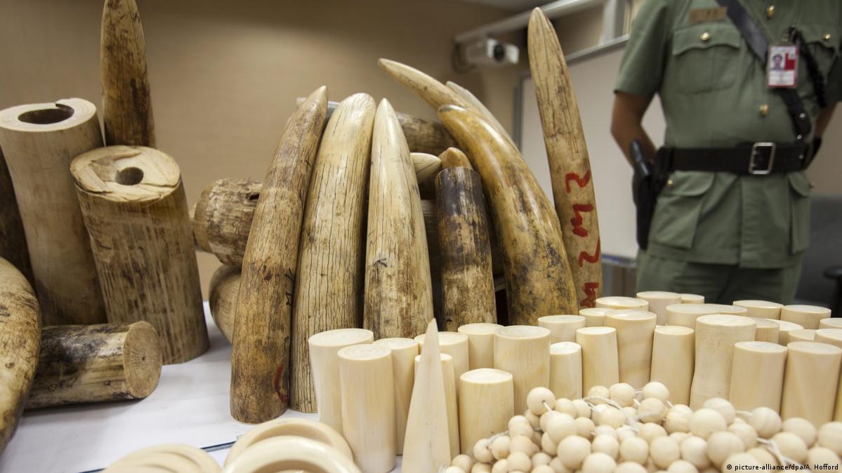 Call to strengthen ivory sales ban unheeded – DW – 10/04/2016