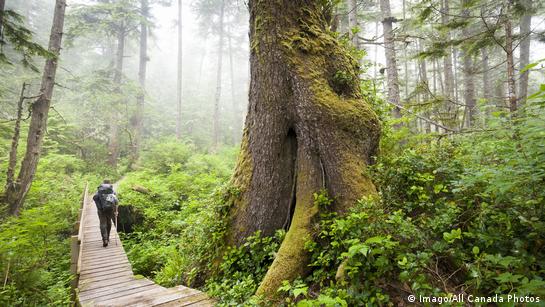 UN unveils 'peace plan' with nature – DW – 02/18/2021