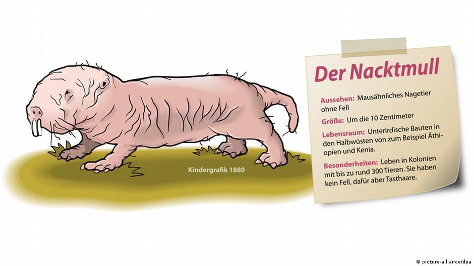 Fascinación por la rata topo desnuda – DW – 17/10/2016