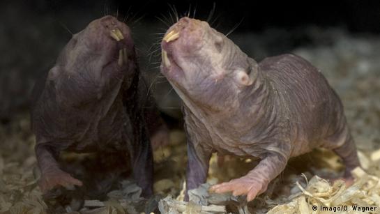 O que se pode aprender com o rato mais feio do mundo? – DW – 14/10/2016