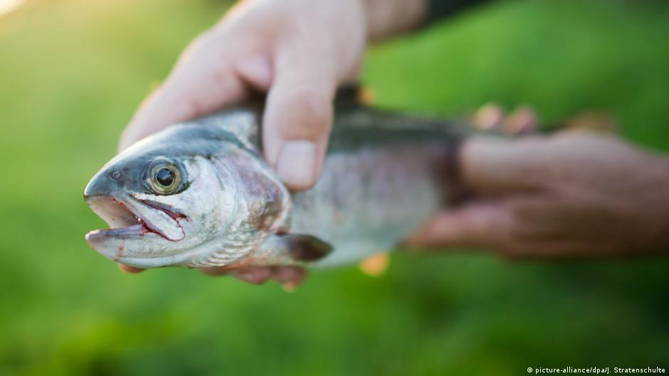 Thousands of fish farm trout escape into Danish sea – DW – 10/12/2016