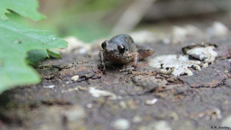 Save the giant squeaker – DW – 10/18/2016