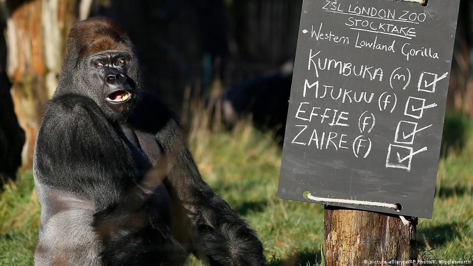 Uncaged! When animals escape their zoos – DW – 10/14/2016