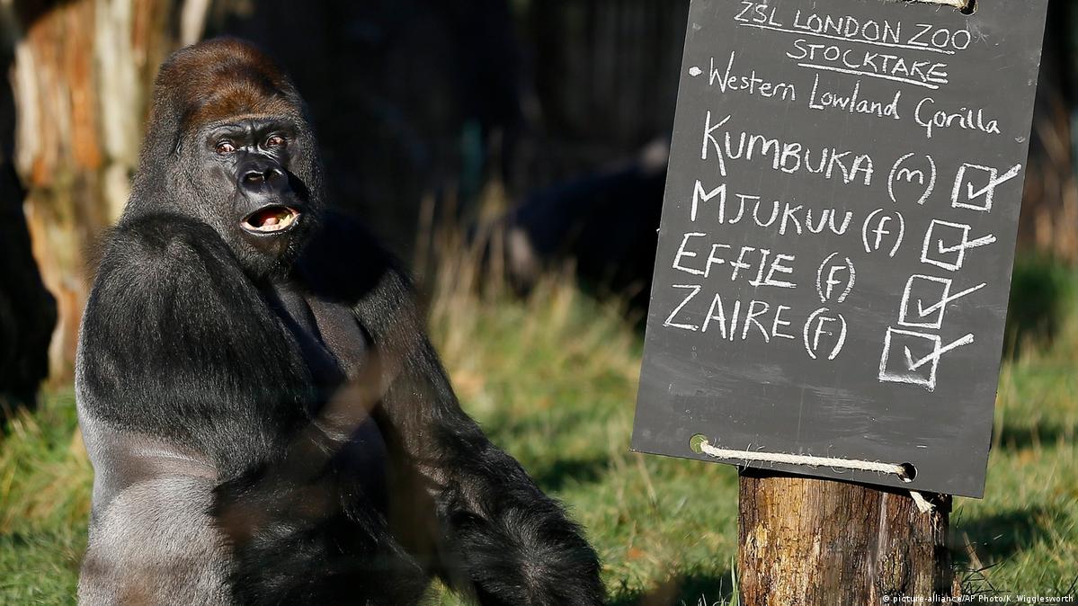 Uncaged! When animals escape their zoos – DW – 10/14/2016