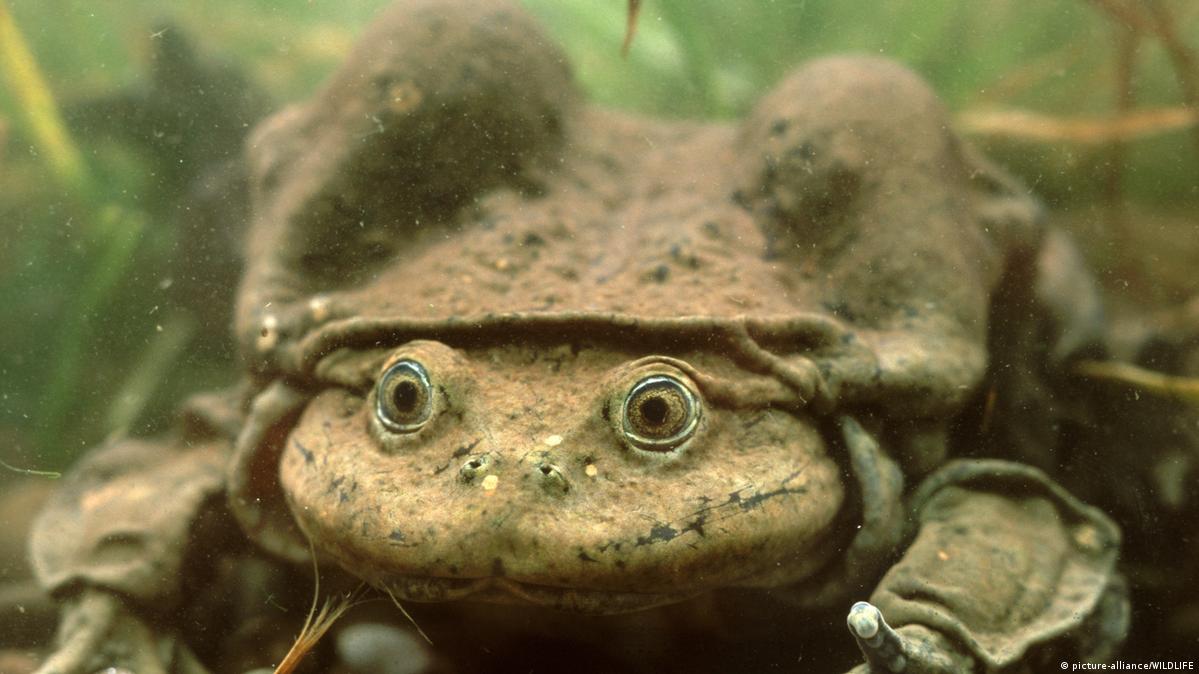 Scrotum frog killer – DW – 10/18/2016