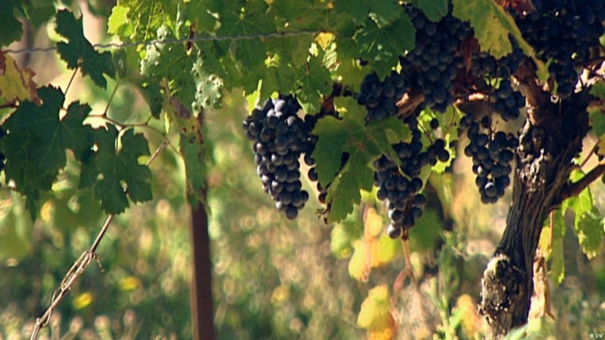 Restoring France's grape-growing glory