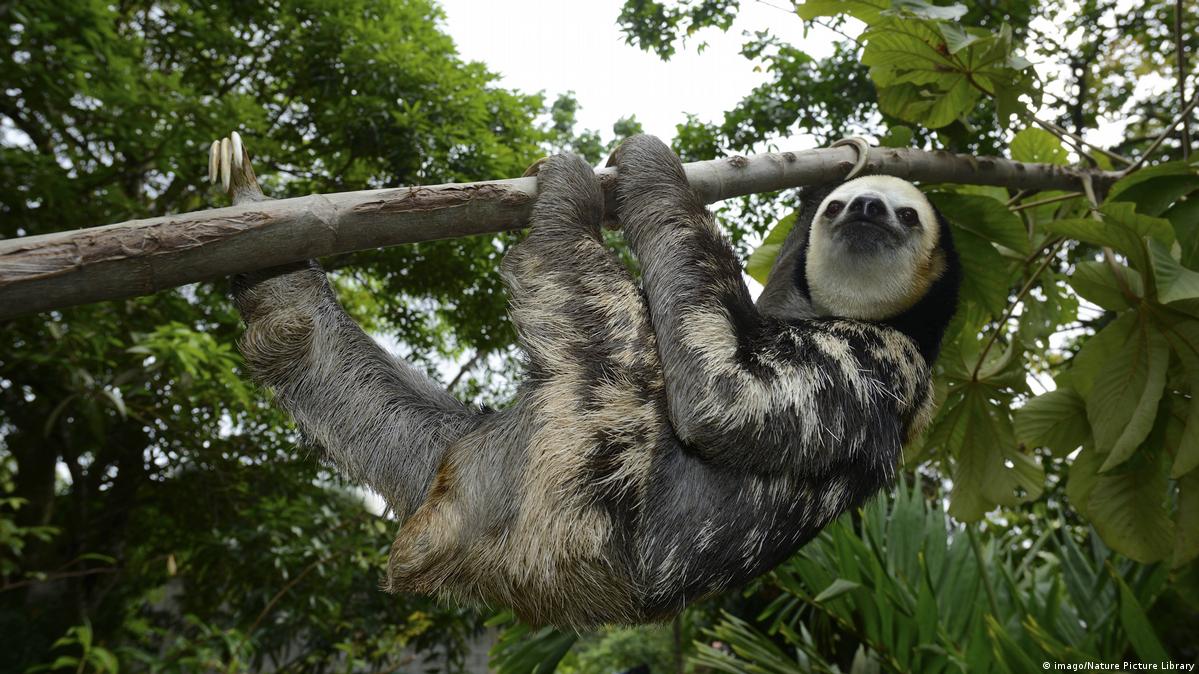 Hanging out on International Sloth Day – DW – 10/18/2019