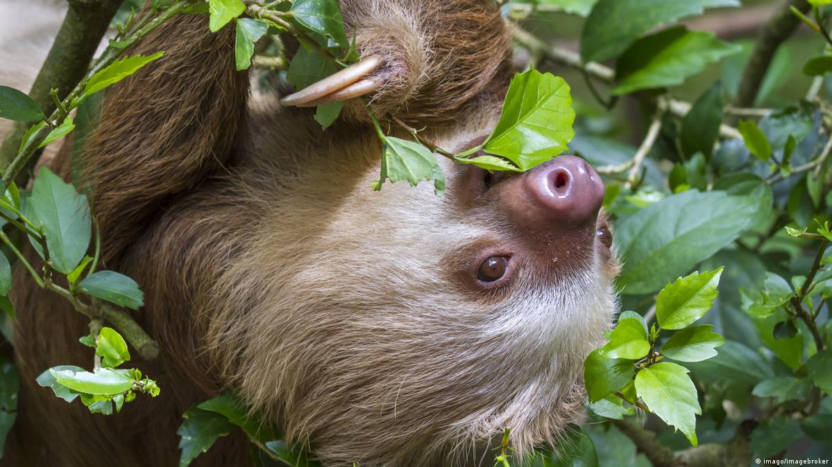 Two-thirds of wildlife to be 'wiped out by 2020' – DW – 10/27/2016