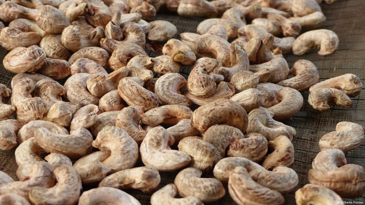 Guiné-Bissau: O que se pode esperar da campanha do caju? – DW – 22/01/2024