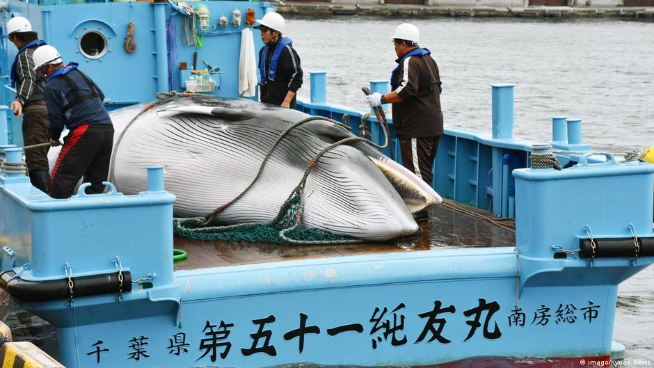 Japan's fleet begins commercial whaling