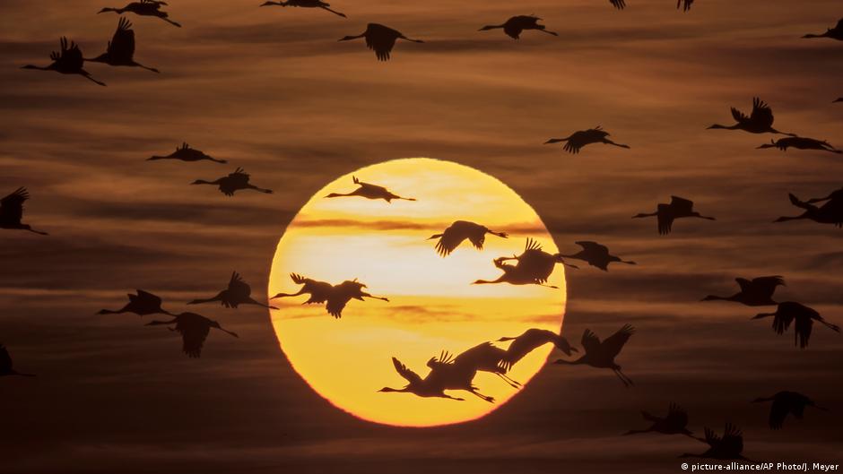 Inside Europe: The slaughter of birds on Cyprus