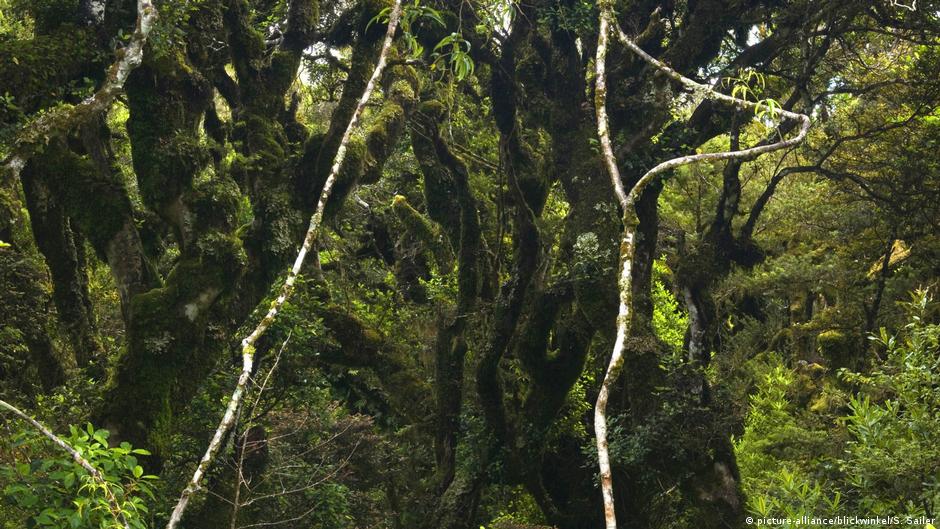 Uharibifu wa msitu wa mvua wa Kongo – DW – 16.06.2021