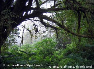 Indigenous Baka pygmies caught in the struggle between protection of ...