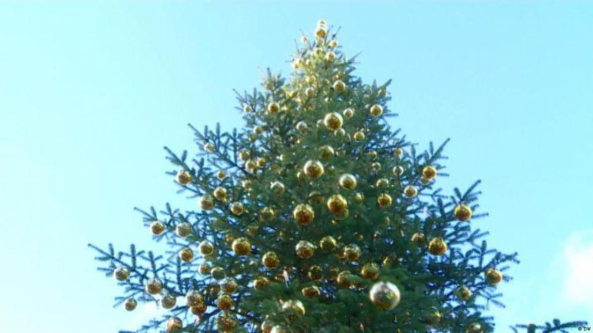 Windsor: A Christmas Tree for the Queen