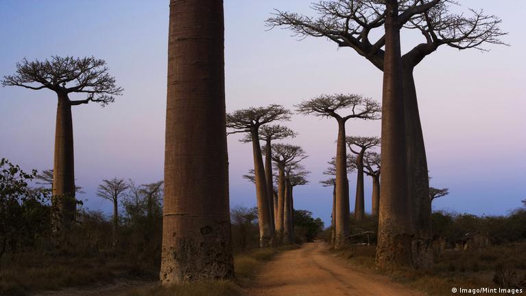 Our beautiful planet: Africa's tree of life – DW – 09/01/2017