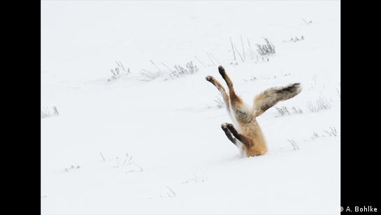 Anthropomorphic animals – DW – 11/24/2016