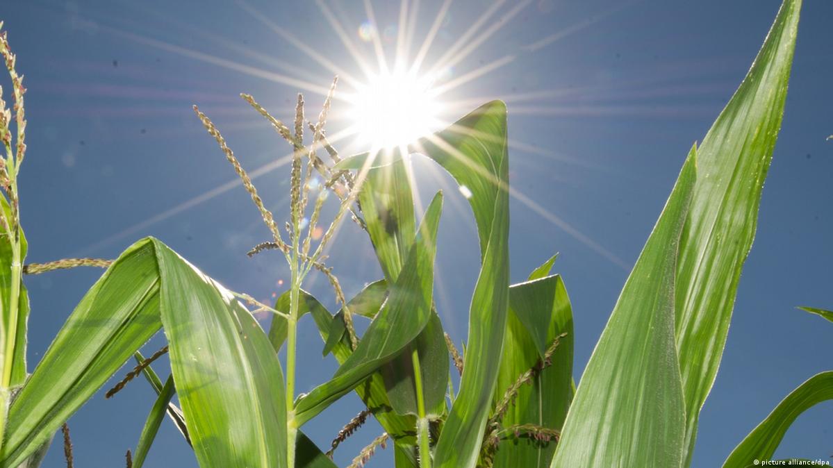 So quiet you can hear the corn grow - really! – DW – 11/28/2016