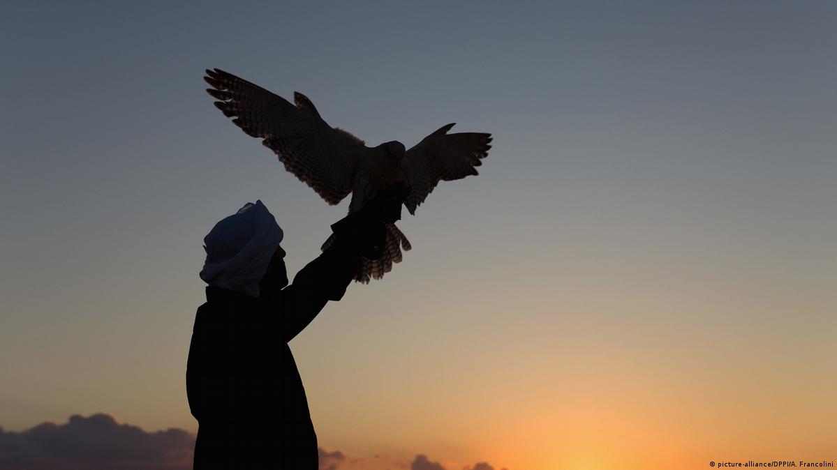 How a German vet came to run a falcon hospital in Abu Dhabi – DW – 07 ...