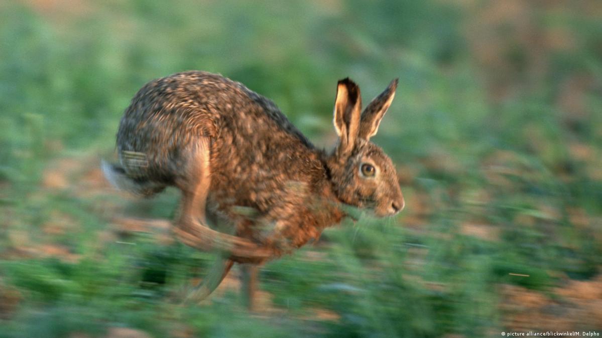 “Wie der Hase läuft”