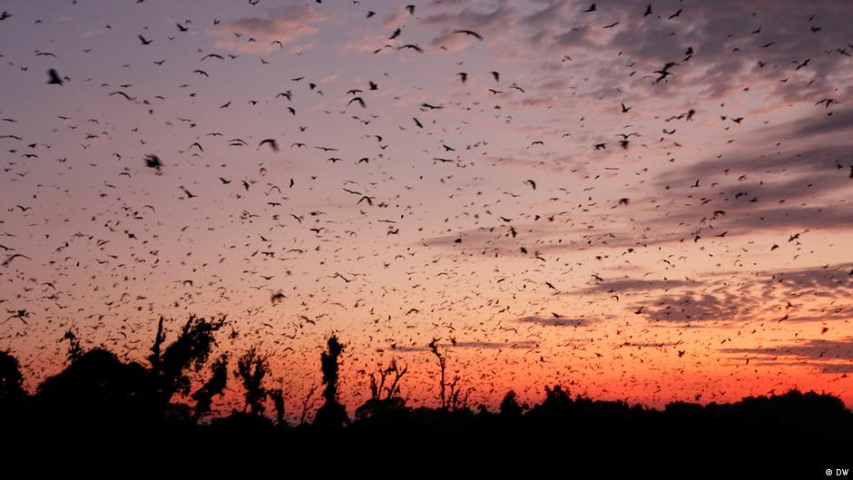 Central Africa's fruit bat migration – DW – 08/04/2017