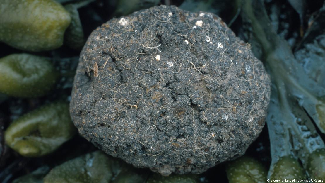 'Casper' octopi breed atop hunks of underwater metal