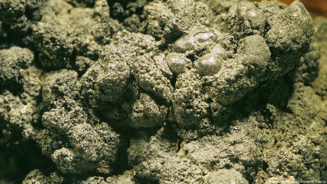 'Casper' octopi breed atop hunks of underwater metal