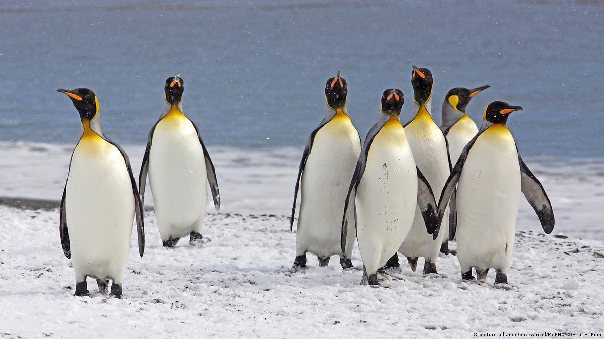 El fascinante universo pingüino – DW – 20/01/2017