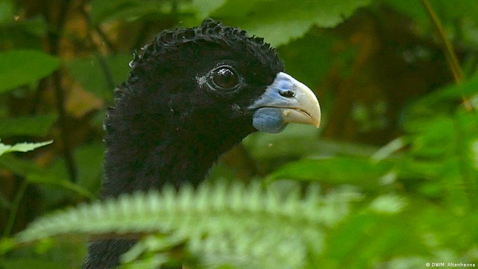 Colombian conservation