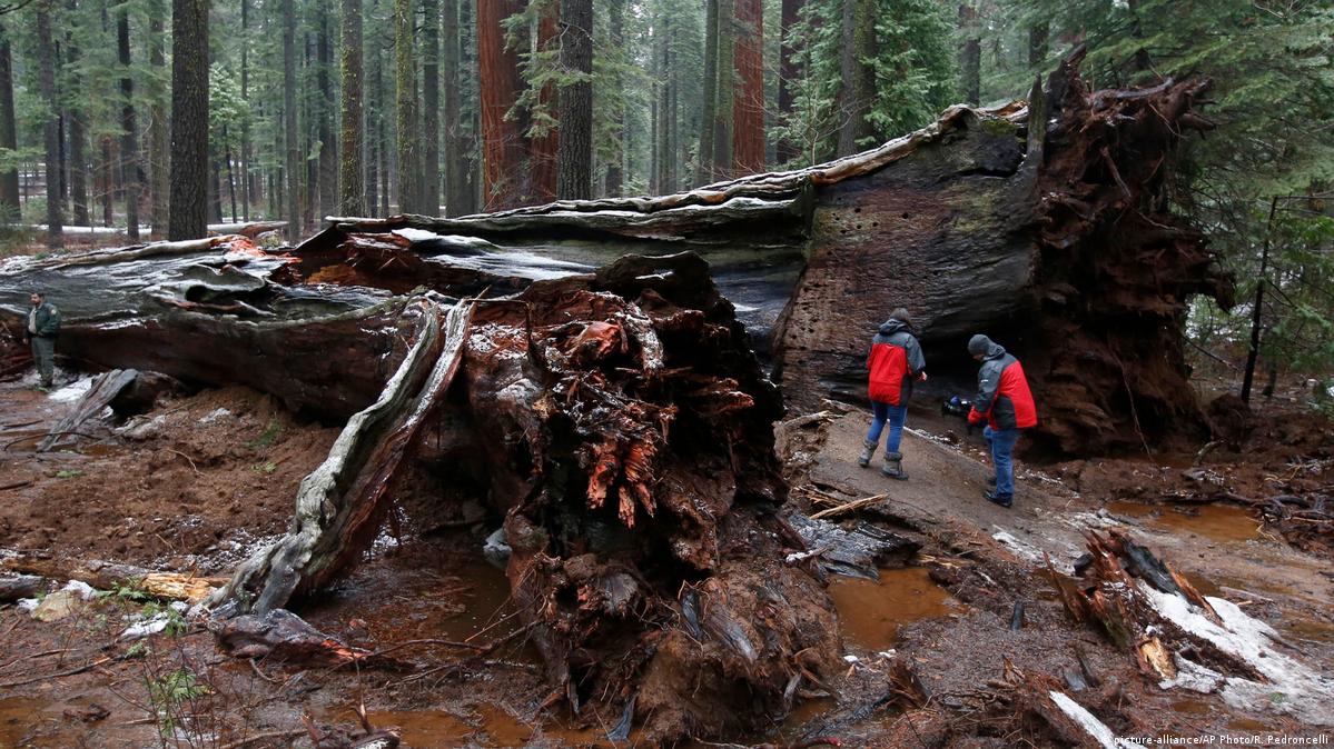 Storm topples California's famed sequoia