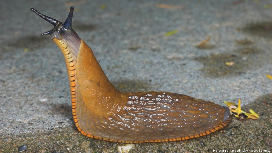 It's a slug's life – DW – 01/13/2017