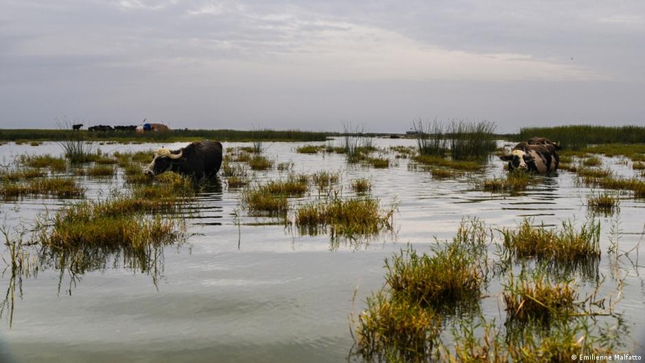 Iraq's wetland paradise under threat – DW – 02/02/2017