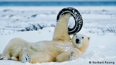 Ice-Cold Art: The Polar Bear Photographer – DW – 01/19/2017