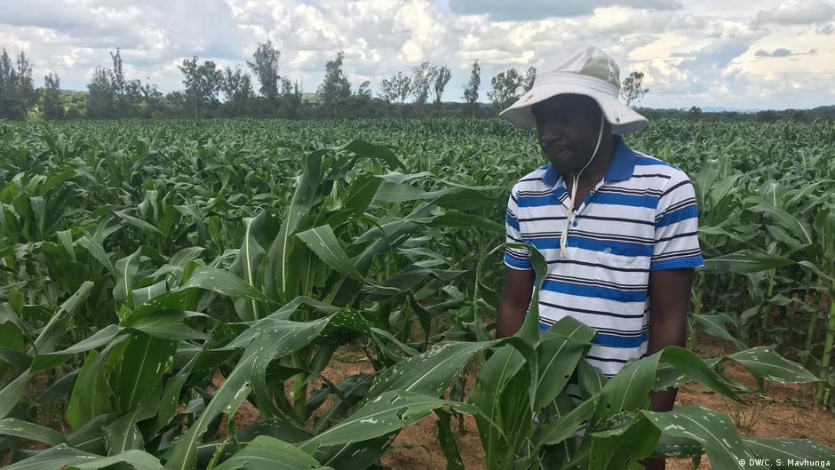 Zimbabwe - New maize to save crops