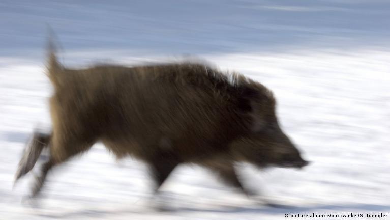 German wild boars go on the rampage – DW – 01/29/2017