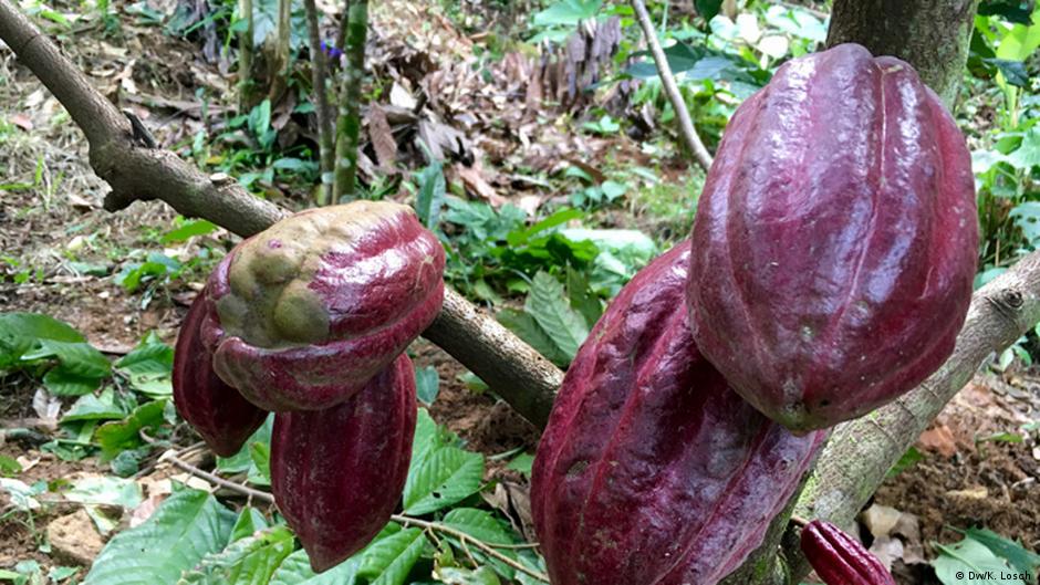 Guatemala – land of many trees – DW – 01/31/2017