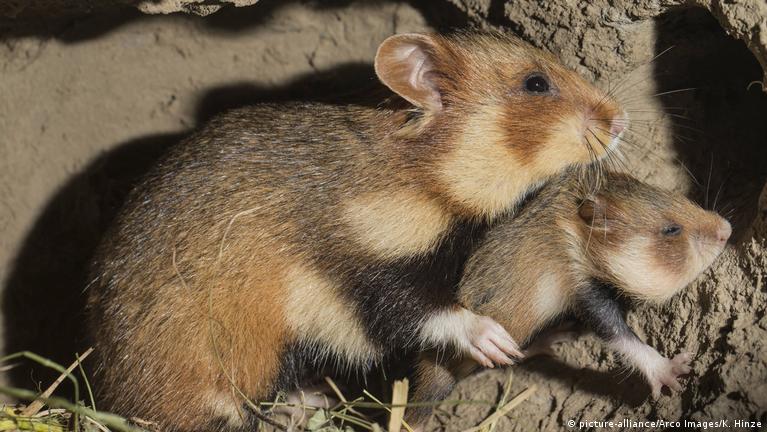 Cannibal hamsters