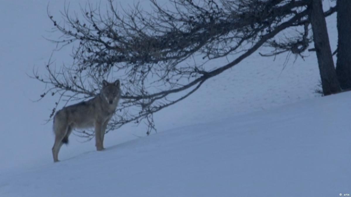 Documentary Film: "Valley of the Wolves" – DW – 02/02/2017