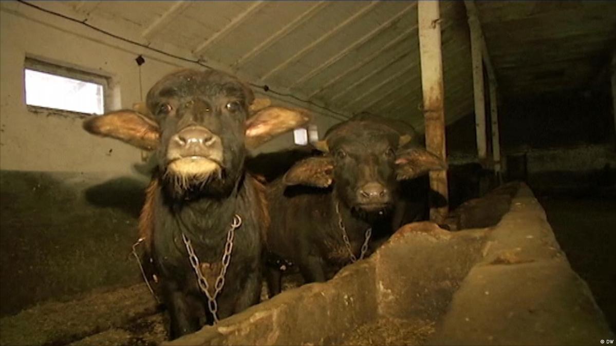 Bringing back Ukraine's buffalo – DW – 02/06/2017