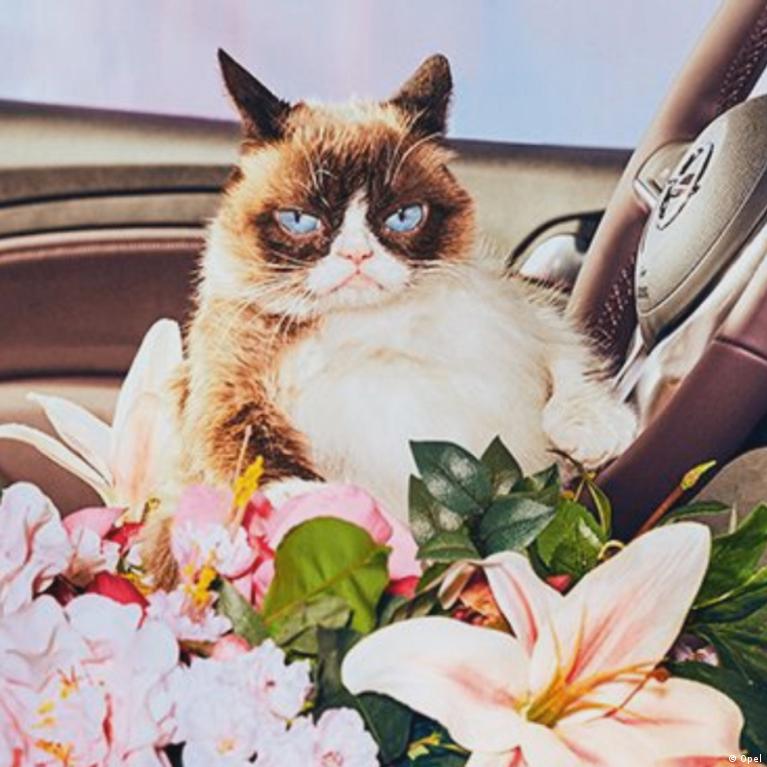 Grumpy Cat Face