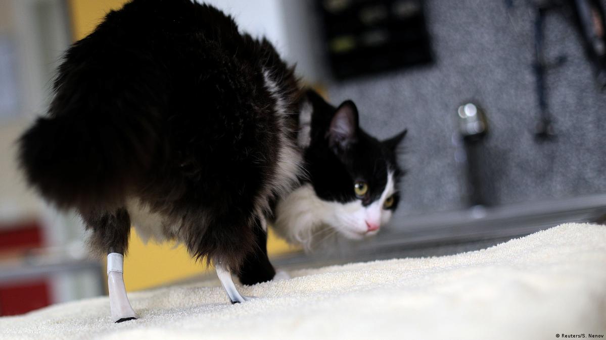 Pooh the bionic cat gets back on all fours – DW – 02/03/2017