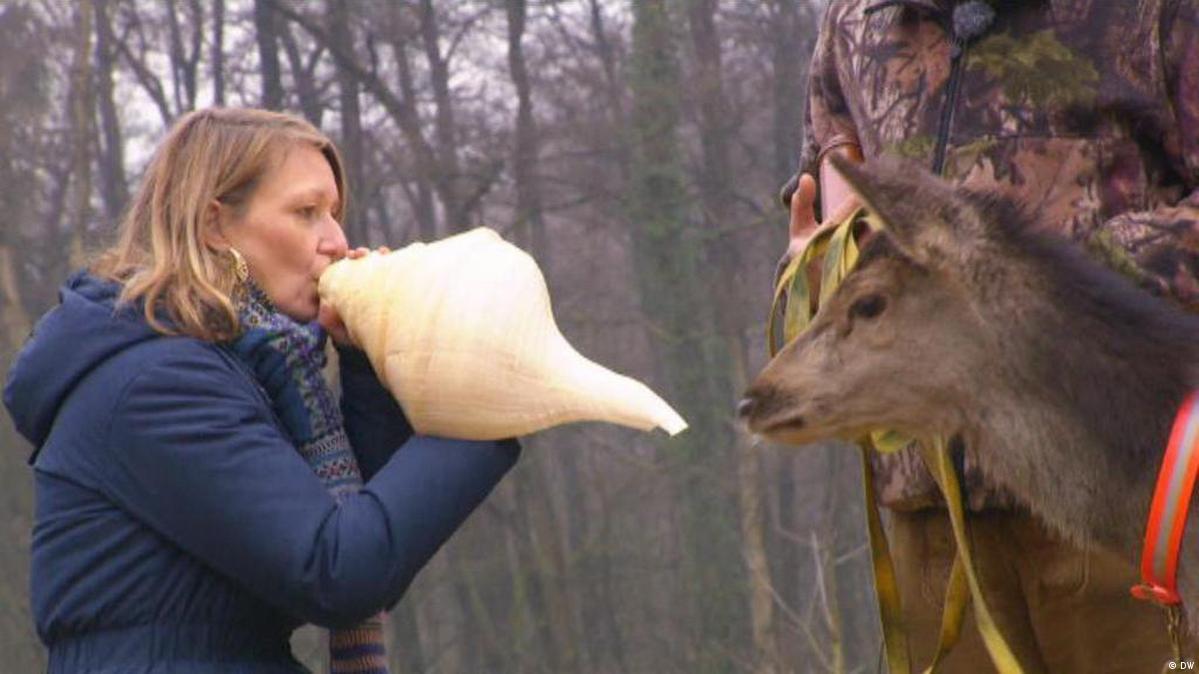 The secrets of stag calling – DW – 02/06/2017