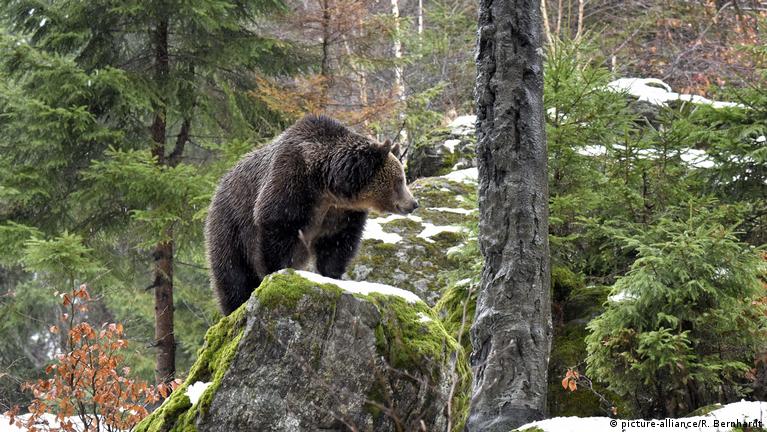 Hiking where you might meet bears – DW – 02/23/2018