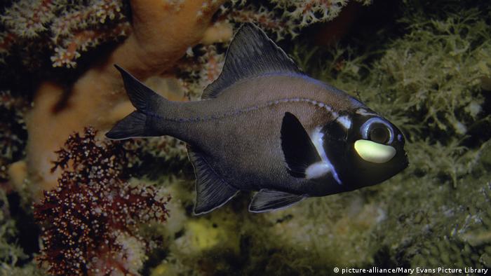 Flashlight Fish