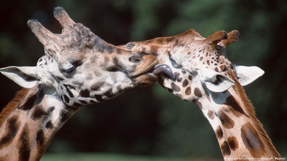 Do animals flirt? – DW – 02/16/2017