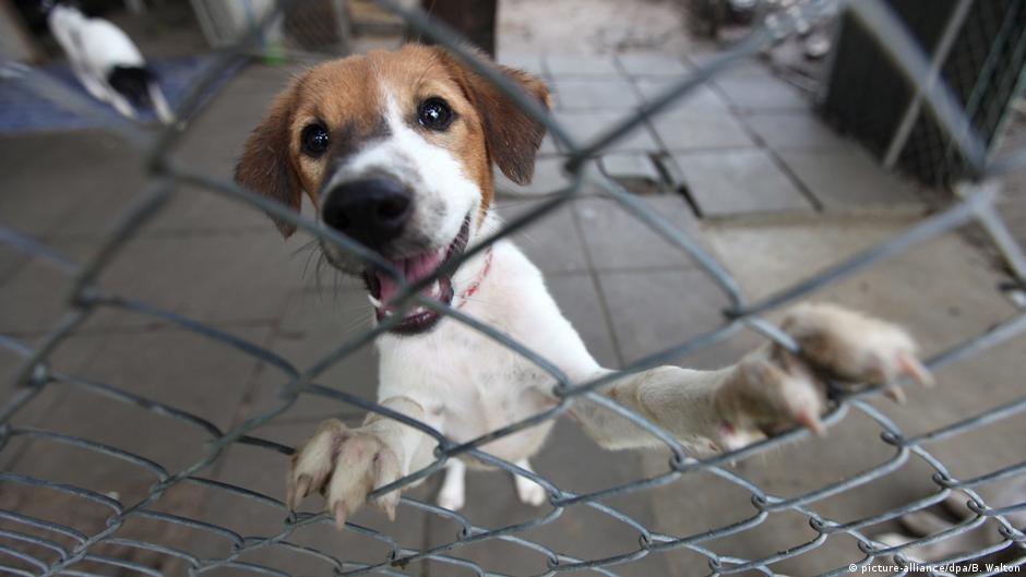 Rabies poses health risk in Thailand – DW – 05/03/2018