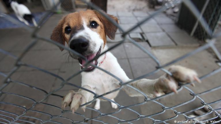 Rabies poses health risk in Thailand – DW – 05/03/2018