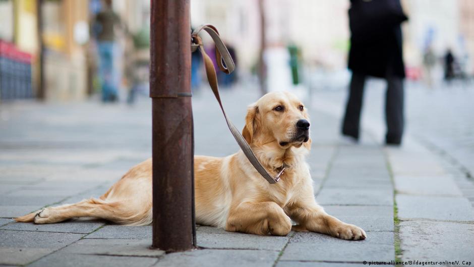 Serial dog thief on the loose in Munich – DW – 02/14/2017